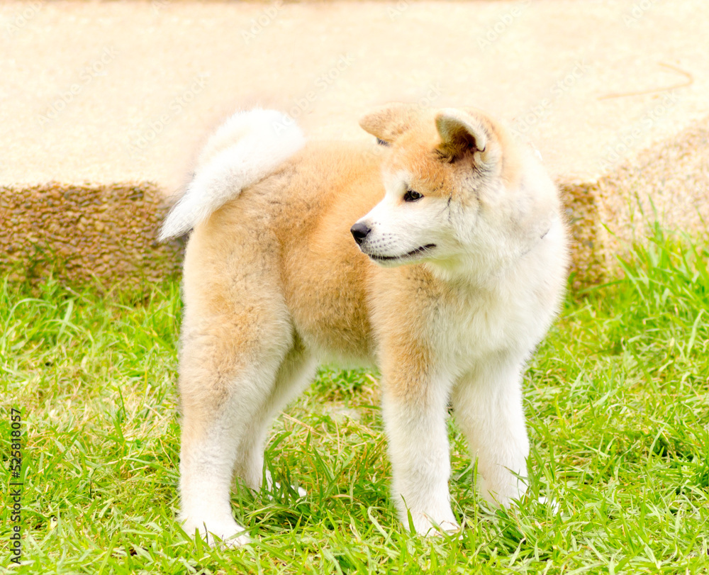 Profile of a small Akita Inu puppy (aka Japanese Akita) standing on the ...