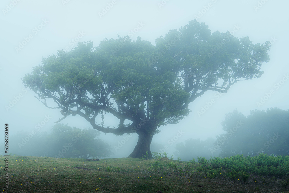 Beautiful laurel trees during a foggy afternoon in the Fanal Forest ...