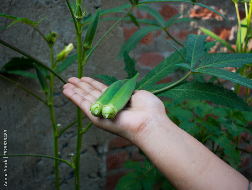 Close up of fresh Bhindi, Lady Fingers,Okra green vegetable Abelmoschus ...