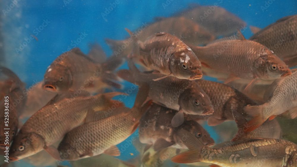 Live fish swims in a supermarket aquarium Stock Photo | Adobe Stock