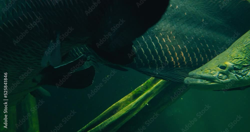 Torpedo is among the largest freshwater fish. Body is mainly gray-green ...