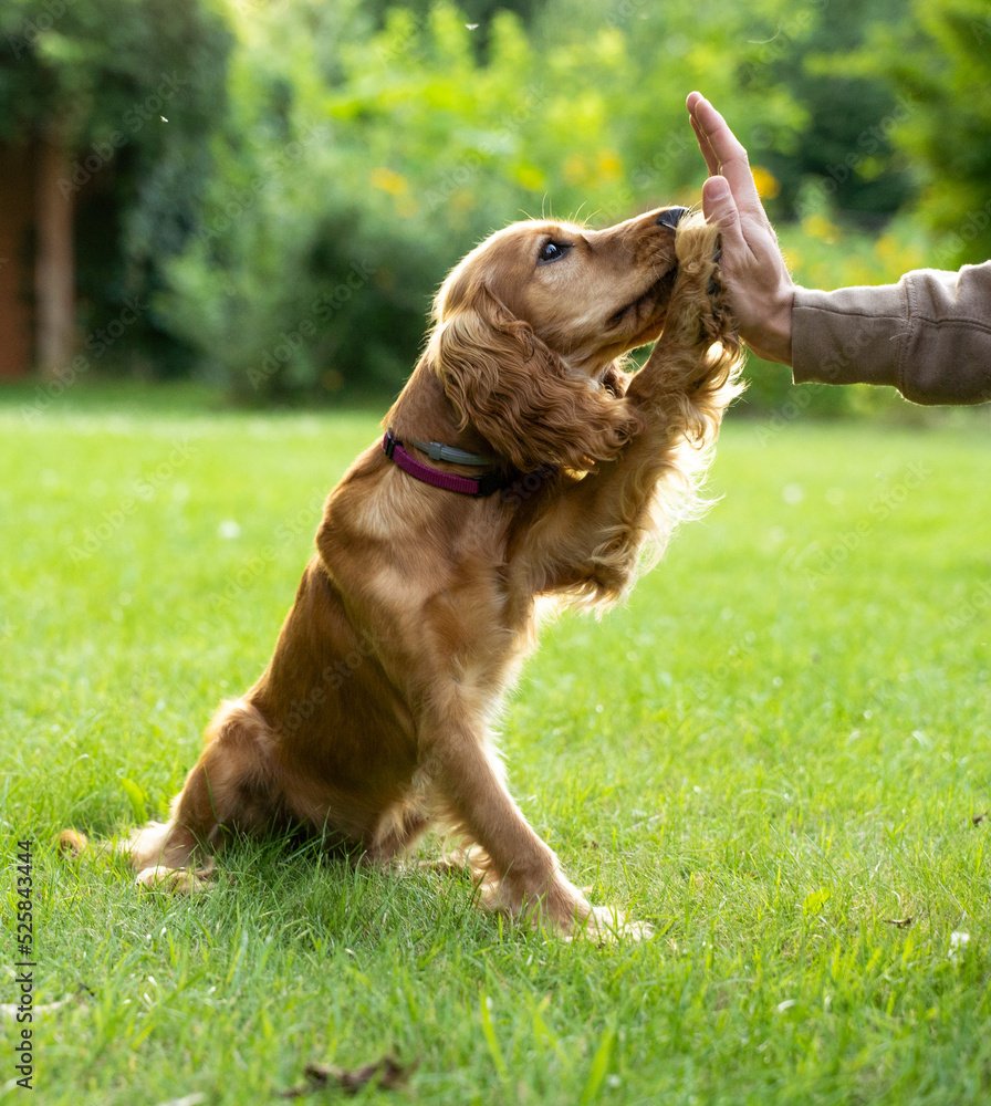 dog with his master Stock Photo | Adobe Stock