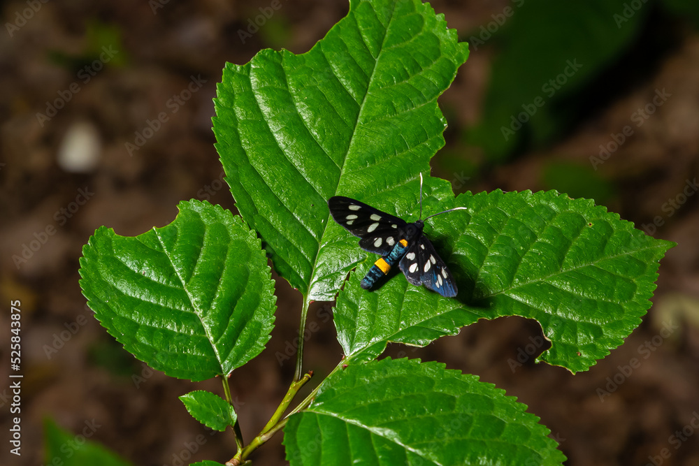 Nine-spotted moth or yellow belted burnet, Amata phegea, formerly ...