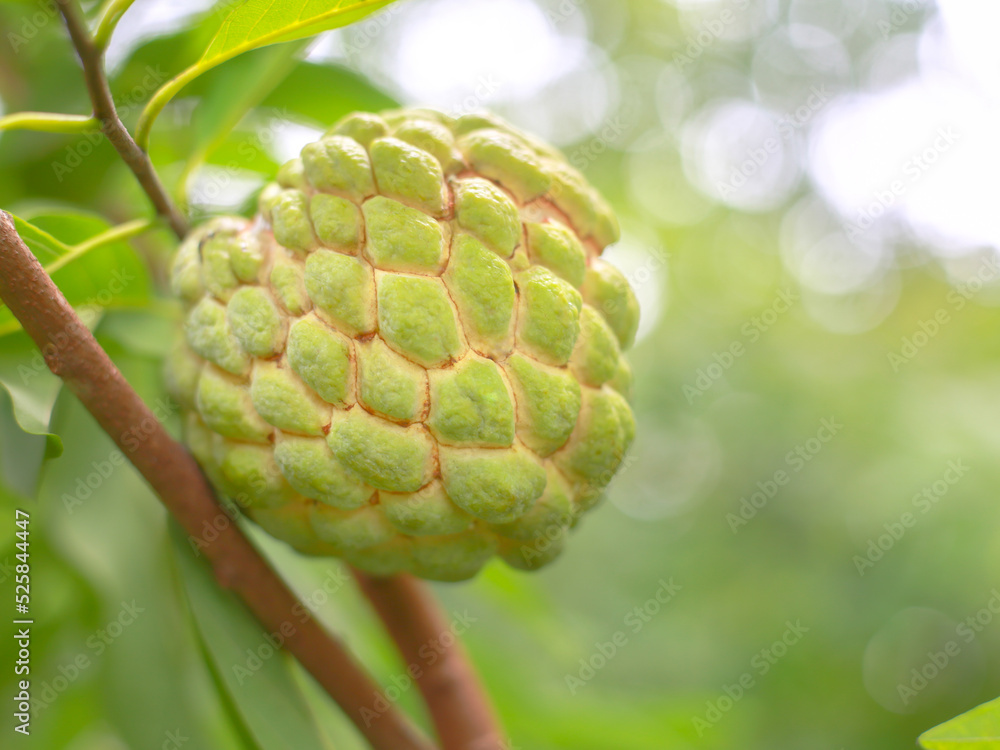 Custard apple tropical fruit showing . Thai fruit. Stock Photo | Adobe ...