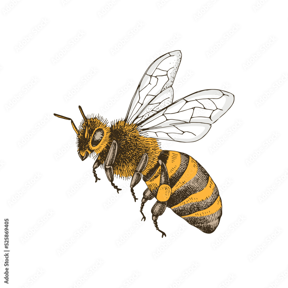 Sketch honey bee side view vector drawing. Stock Vector | Adobe Stock