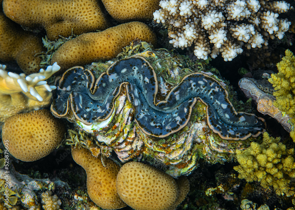 shell on a seabed Blue shell tridacna in the coral reef of the Red sea ...
