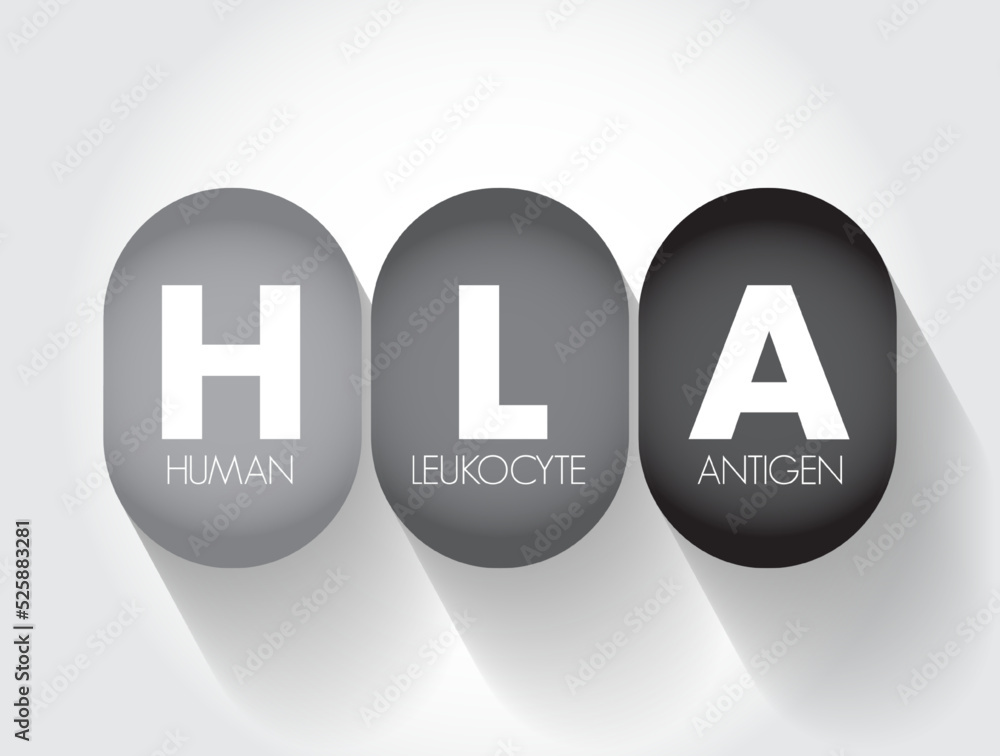 HLA Human Leukocyte Antigen - complex of genes on chromosome 6 in humans which encode cell ...