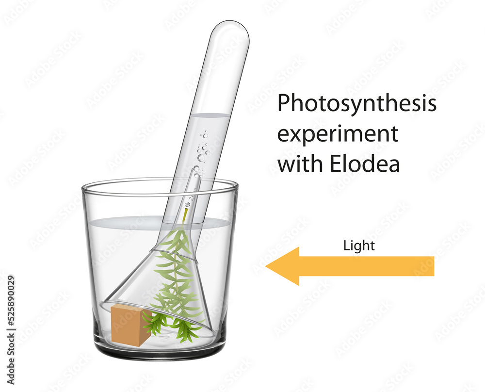 Photosynthesis experiment with Elodea Illustration Stock Illustration ...