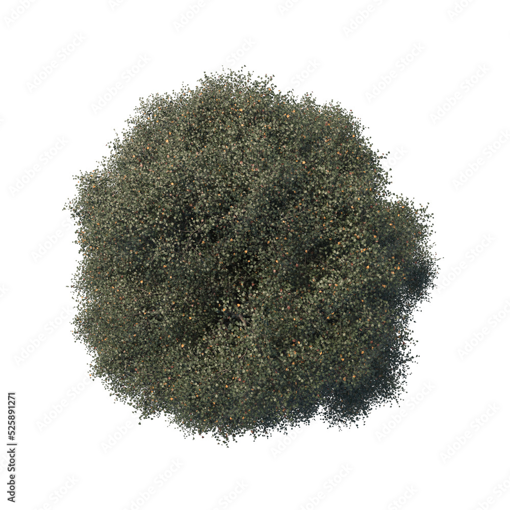 high quality trees from top view realistic 3d render illustrations for ...