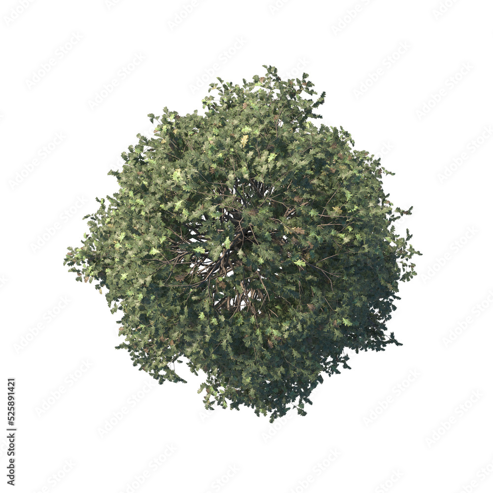 high quality trees from top view realistic 3d render illustrations for ...