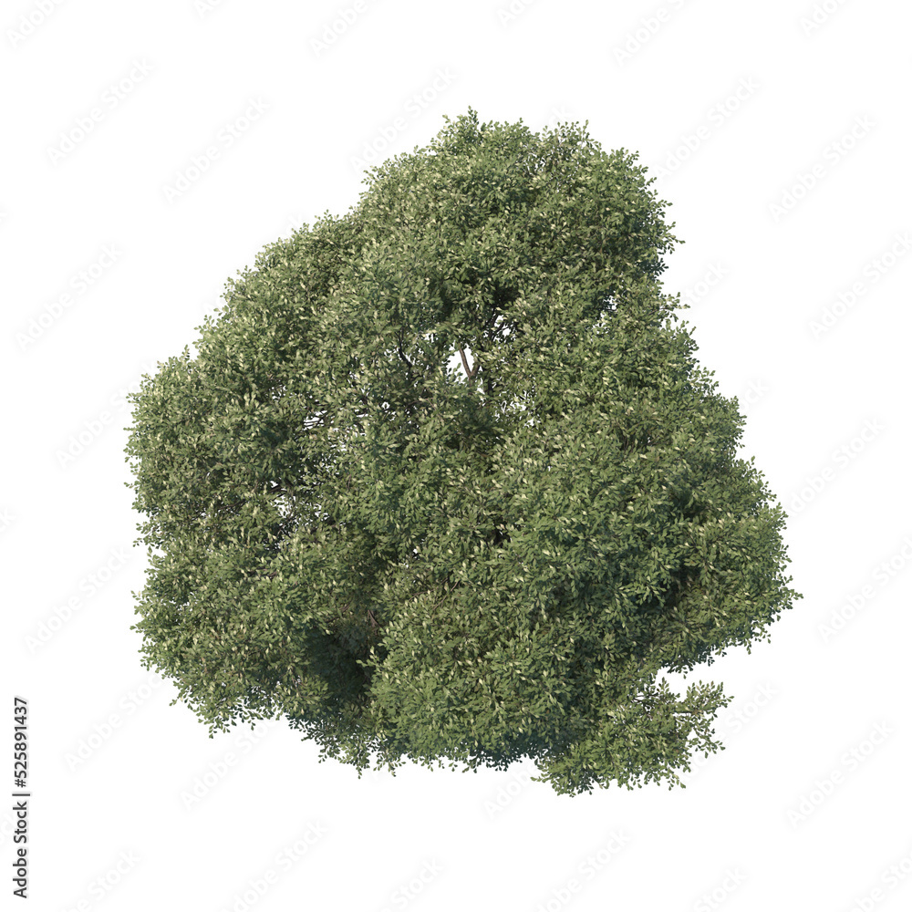 high quality trees from top view realistic 3d render illustrations for ...