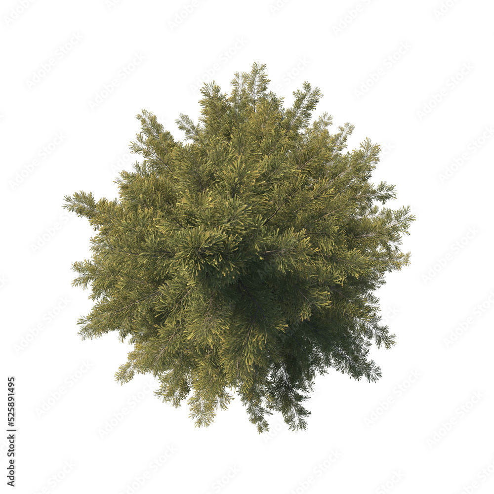 high quality trees from top view realistic 3d render illustrations for ...