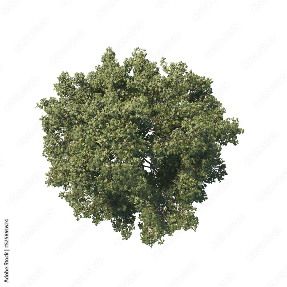 high quality trees from top view realistic 3d render illustrations for ...