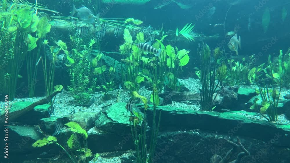 Amazingly beautiful fish. The fascinating and calming underwater world ...
