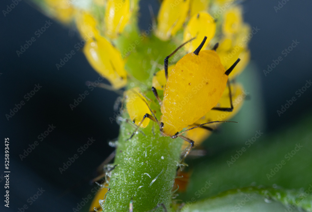 macro shot of oleander aphids, milkweed aphids, or yellow aphids, top ...