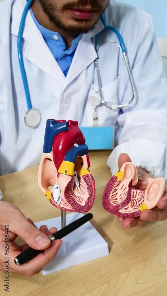 World Heart Day. Cardiologist wearing a medical coat showing a heart ...
