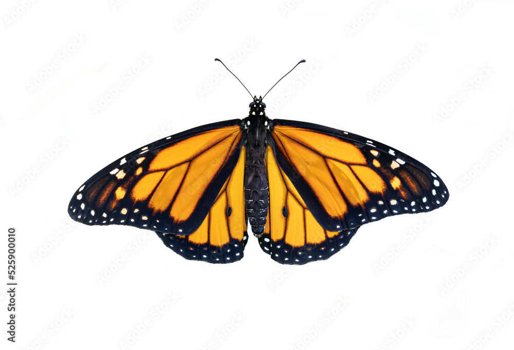 Monarch butterfly isolated on white Stock Photo | Adobe Stock
