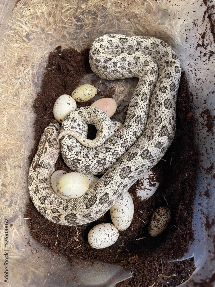Snake Laying Eggs
