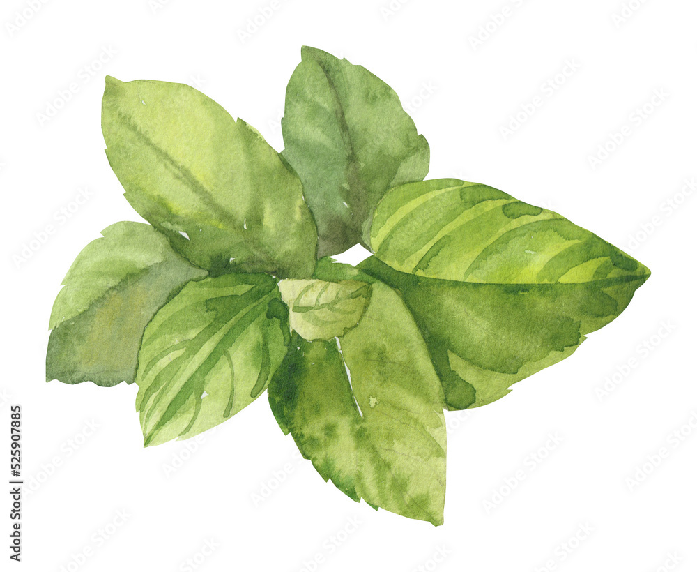 Watercolor hand painted peppermint branch and leaves. Watercolor ...