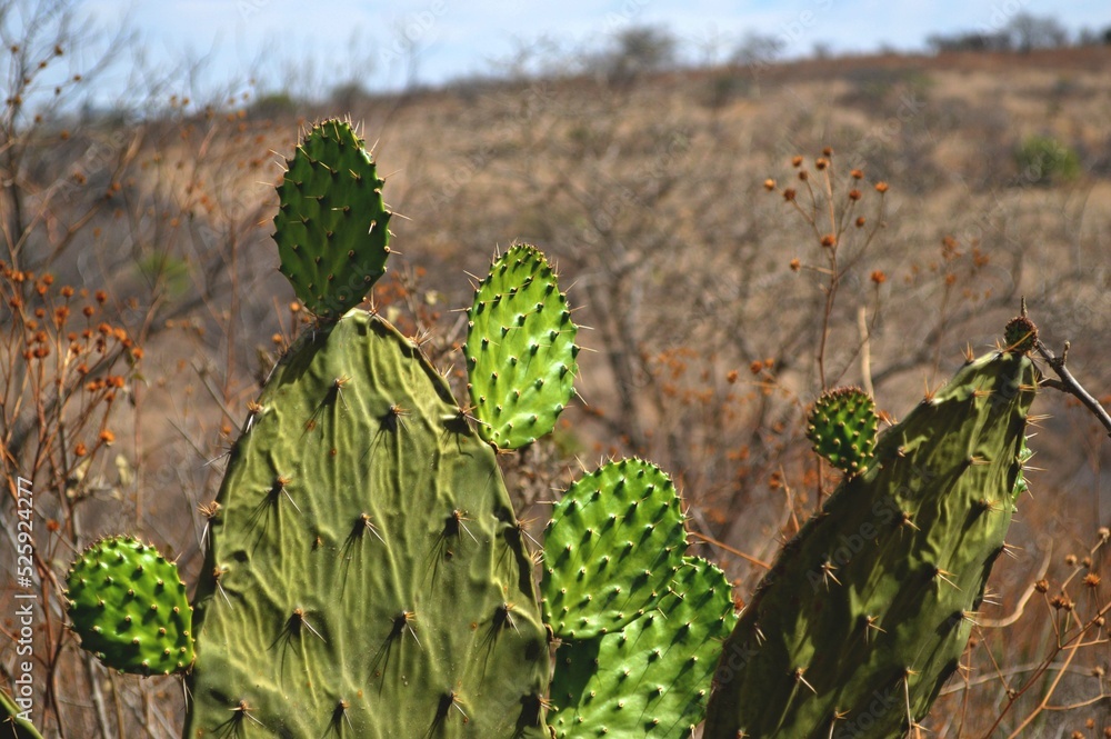Planta Nopal Stock Photo | Adobe Stock