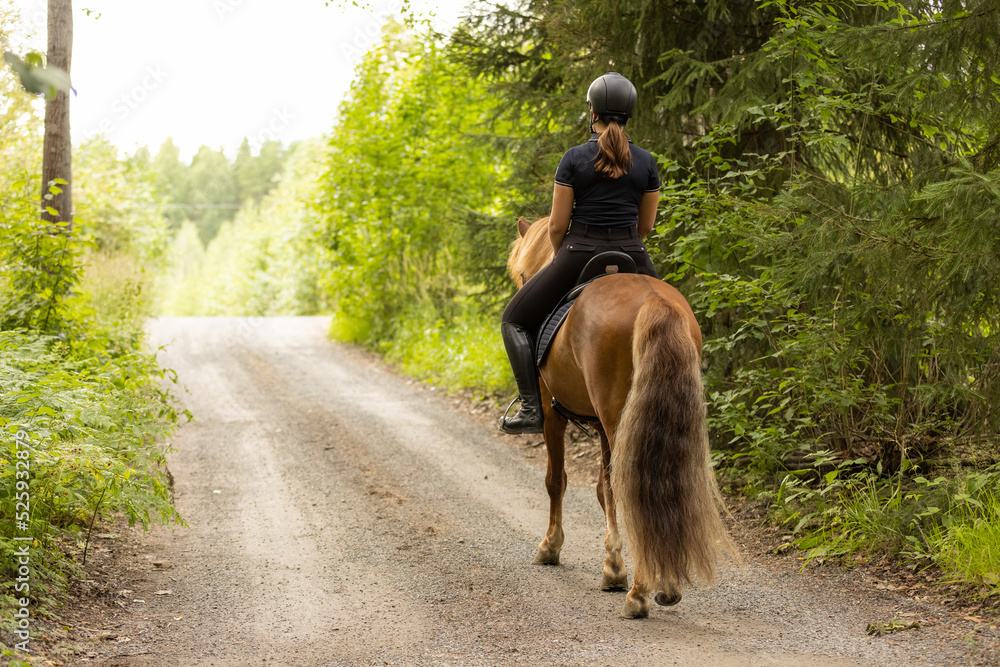 Icelandic horse with female rider on saddle. Rider wearing helmet ...