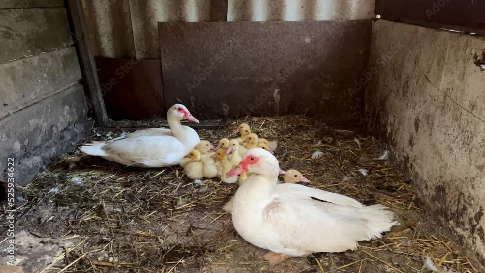 Young yellow ducklings with two old ducks guarding them sit in a house ...