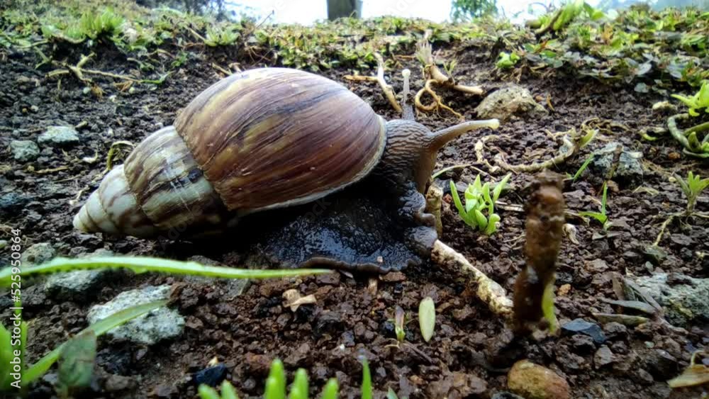 Helix aspersa garden cone conch eating tree trunk showing antennae with ...
