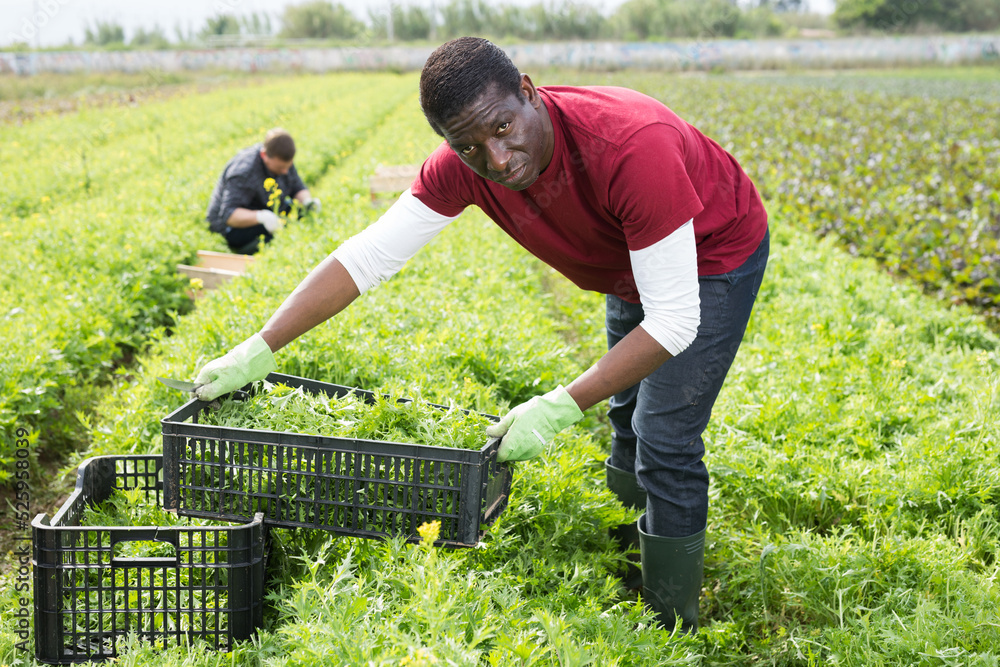 African-american worker harvesting green mizuna (Brassica rapa ...