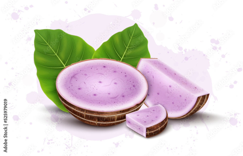 Taro root slices and green leaves vector illustration isolated on white ...