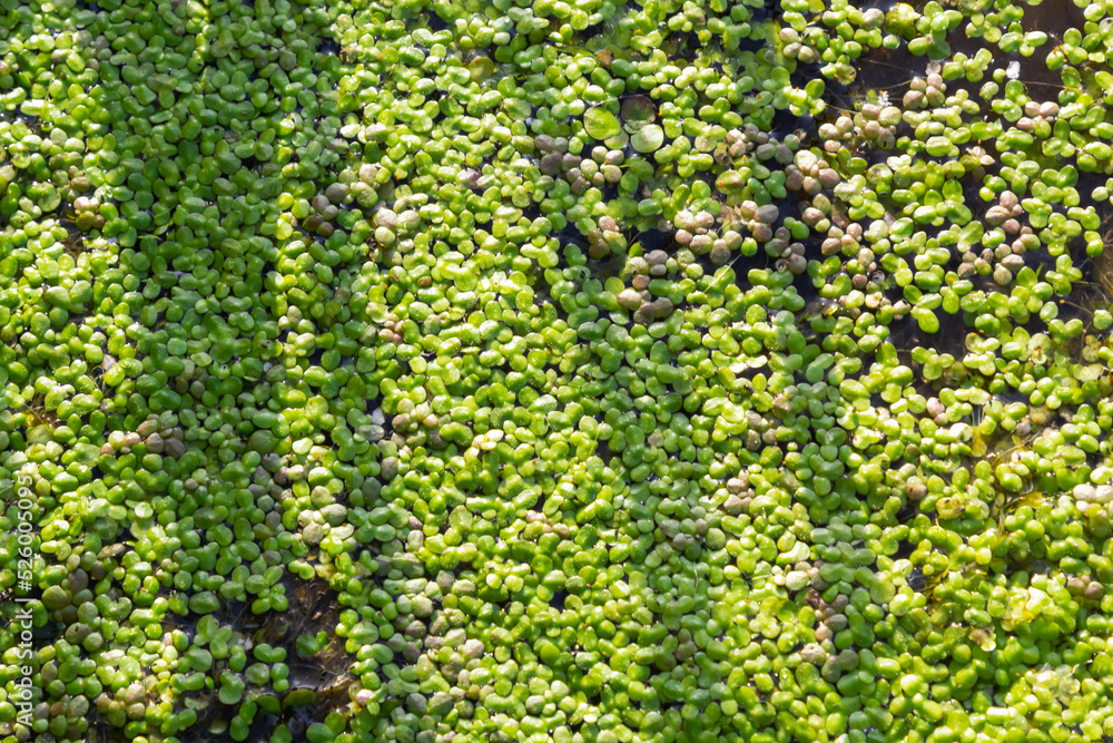 Common Duckweed, Duckweed, Lesser Duckweed, Natural Green Duckweed ...