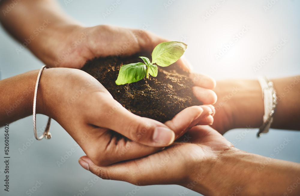 Sustainability, support and trust with green plant in hands for growth ...