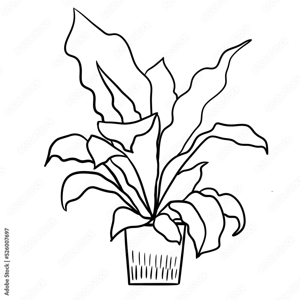 Fern asplenium in a pot in black line outline cartoon style. Coloring ...