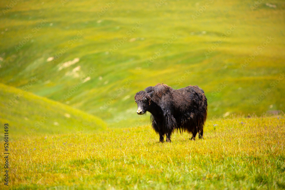 A herd of yaks graze in the mountains. Himalayan big yak in a beautiful ...