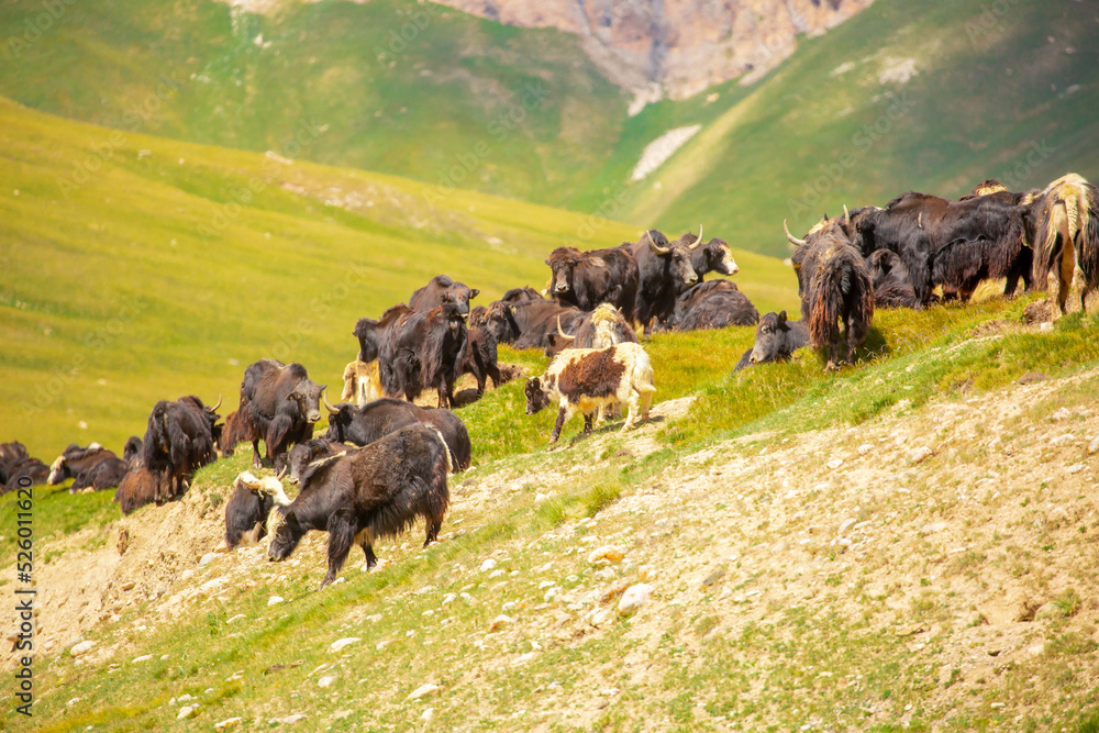 A herd of yaks graze in the mountains. Himalayan big yak in a beautiful ...
