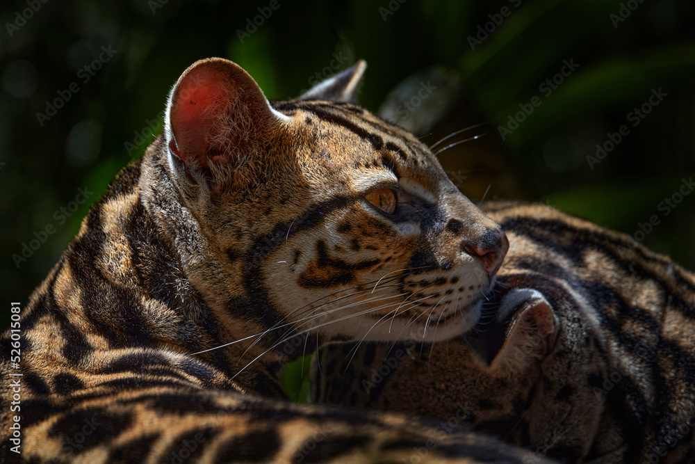 Wildlife in Costa Rica. Nice cat margay sitting on the branch in the ...