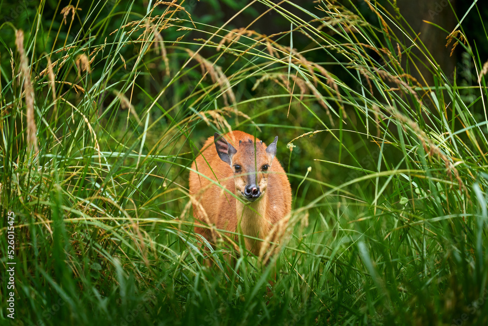 Red forest duiker or Natal red duiker, Cephalophus natalensis, small ...