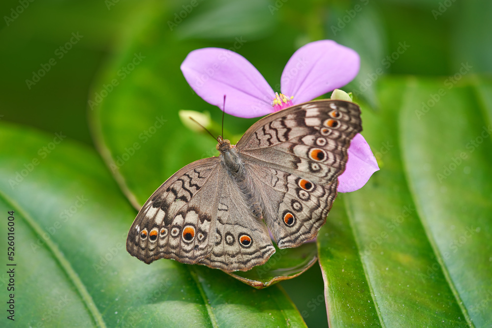 Hamadryas februa, the gray cracker, butterfly sitting on the green ...