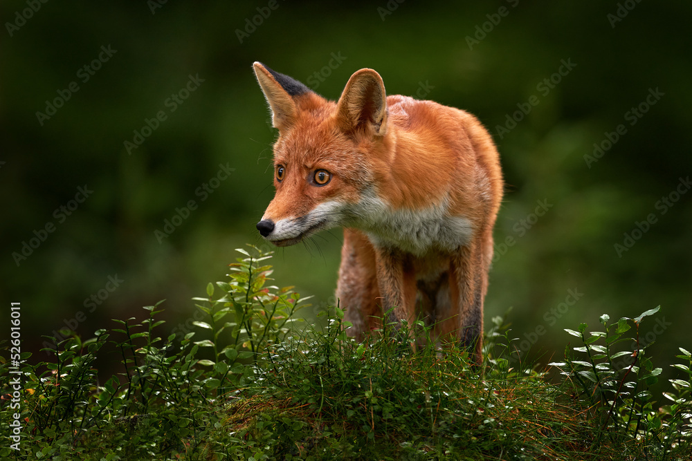 Fox in green forest. Forest wildlife. Cute Red Fox, Vulpes vulpes, at forest on mossy stone ...