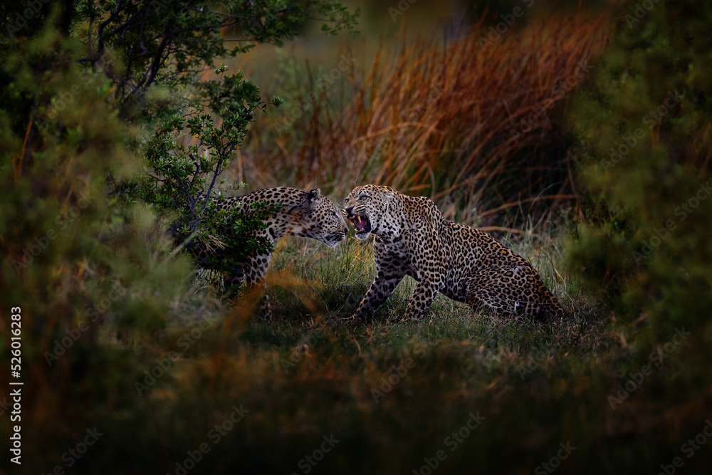 Leopard fight, two male. Botswana wildlife. Leopard, Panthera pardus ...