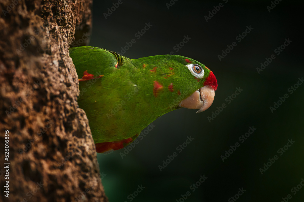 Green and red parrot. Cordilleran parakeet Psittacara frontatus, long ...