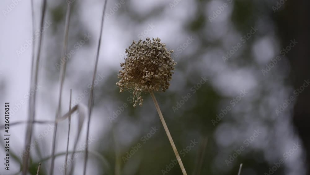 Vidéo Stock Crow garlic is another native plant of the onion family. It ...