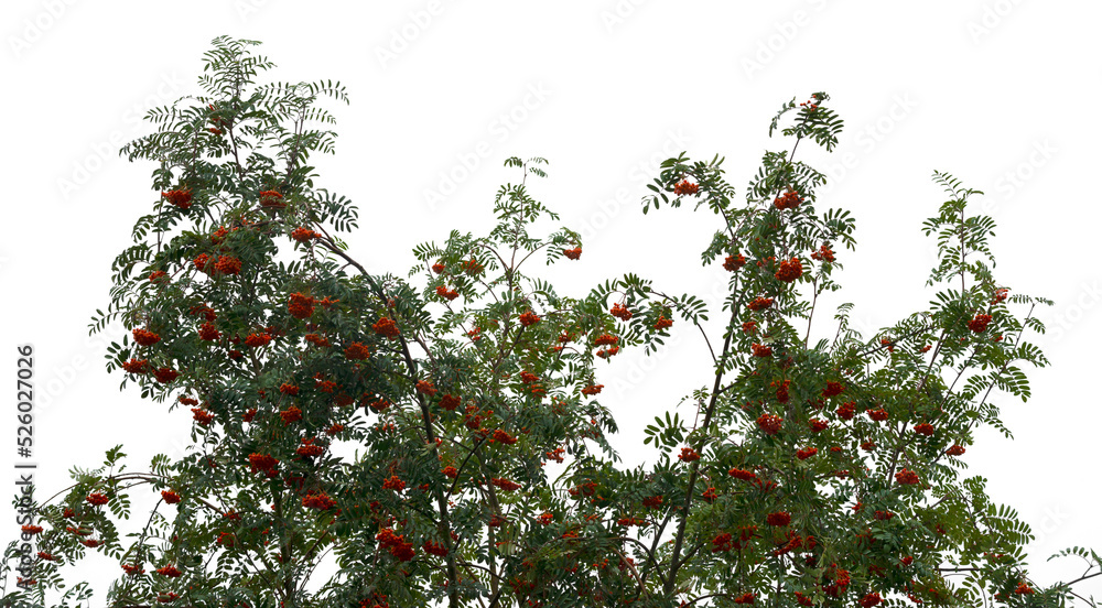 rowan branch with berries and leaves isolated on white background ...