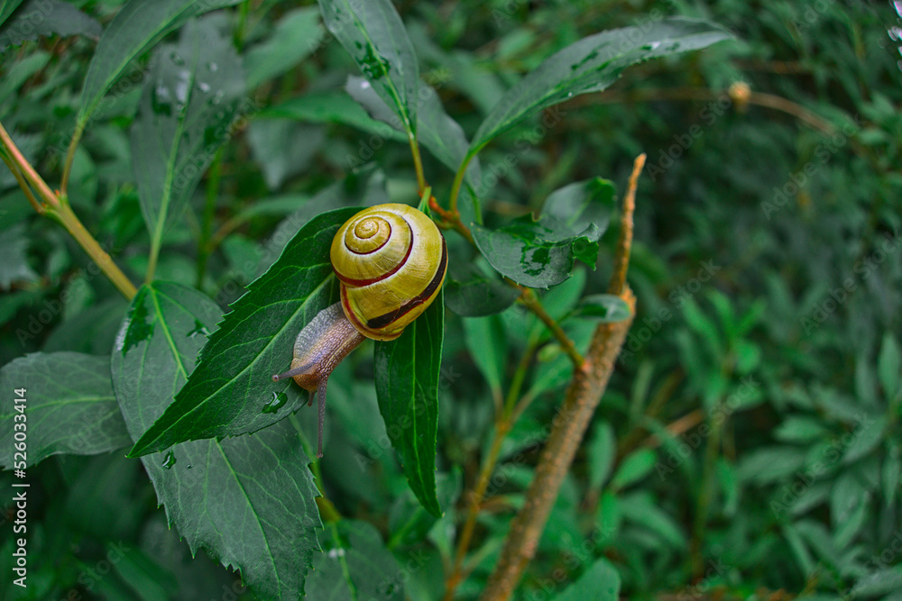 The grove snail, brown-lipped snail or Lemon snail Cepaea nemoralis air ...