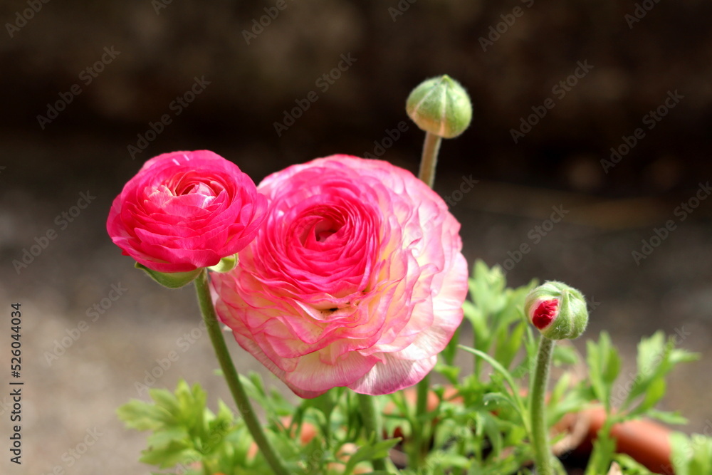 Pink Buttercup or Ranunculus Pink herbaceous flowering ornamental ...