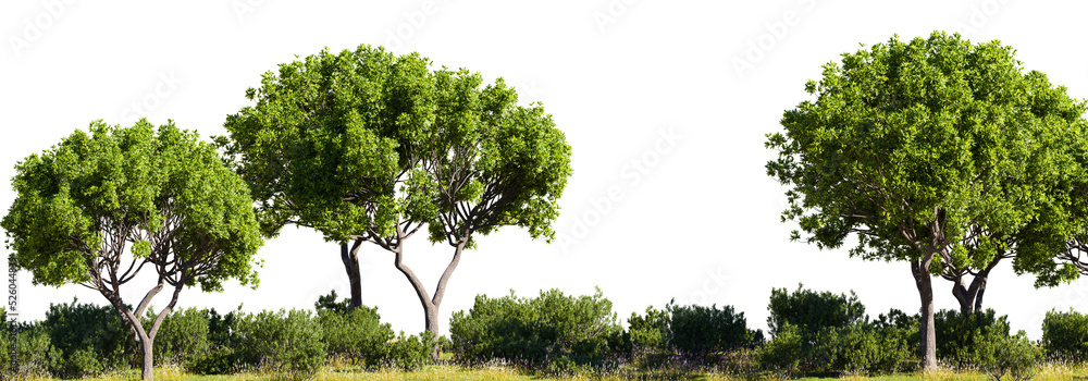 Green trees isolated on transparent background. 3d rendering ...