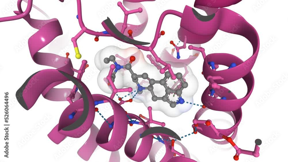 Crystal structure of serotonin 2A receptor in complex with LSD ...