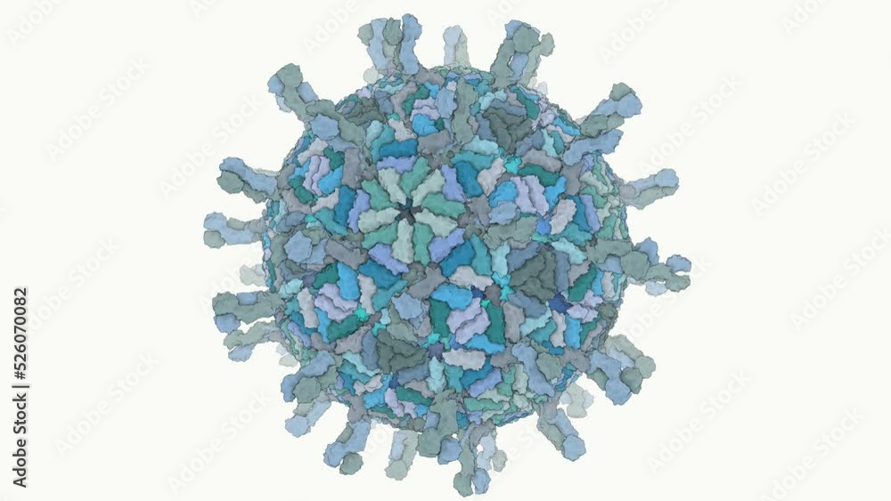3D rotating atomic model of an infectious rotavirus virion determined ...
