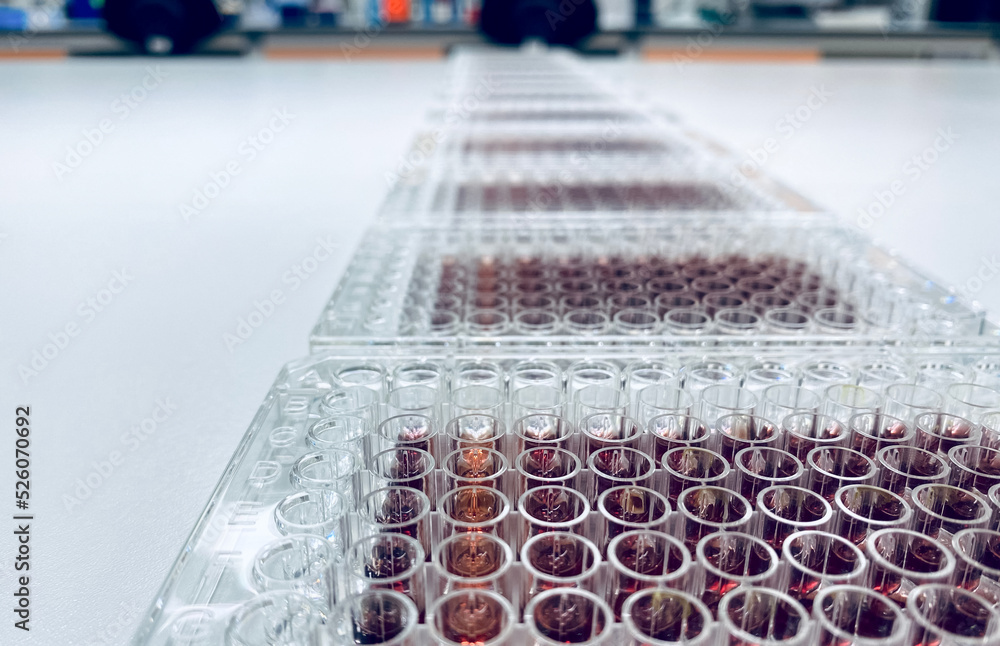 A panel of 96-well plates used for drug activity evaluation in a cancer ...