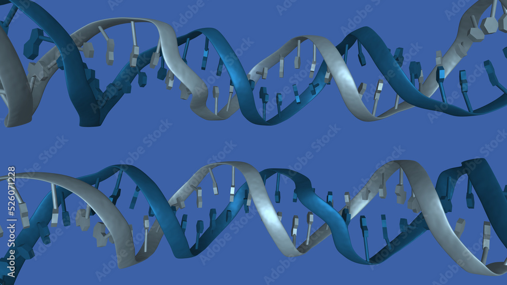 Two horizontal strands of DNA double helix. 3D molecular model based on ...