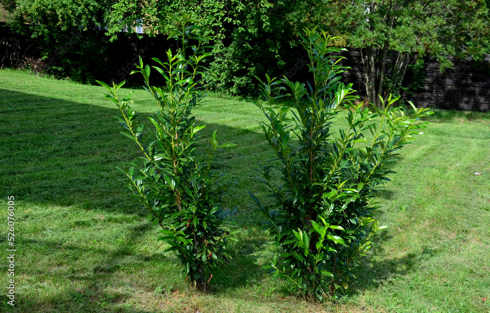 dense, evergreen shrub. a fast-growing screen or a larger, evergreen ...